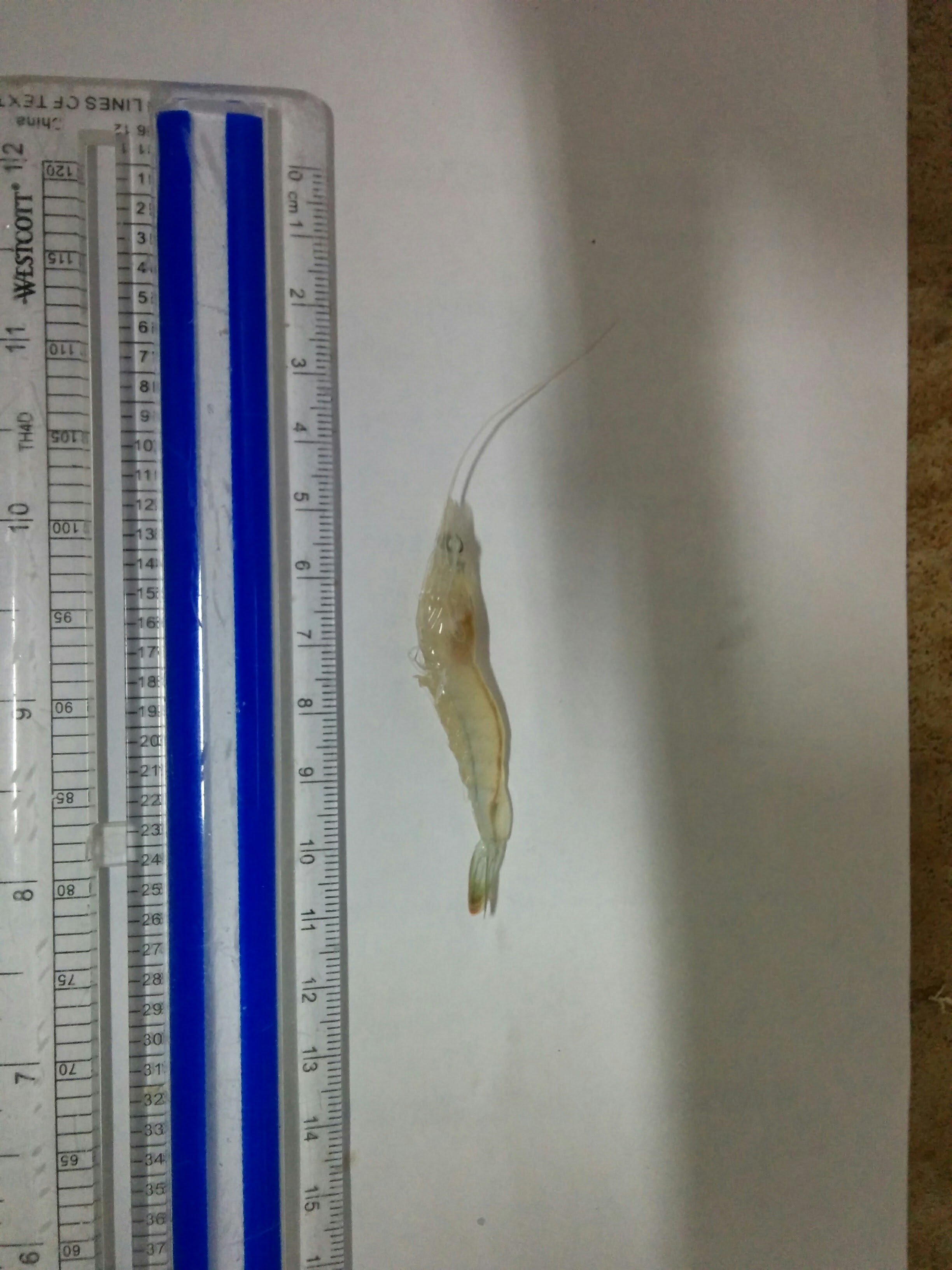 Pico Counter-Vaki - Vakiiceland